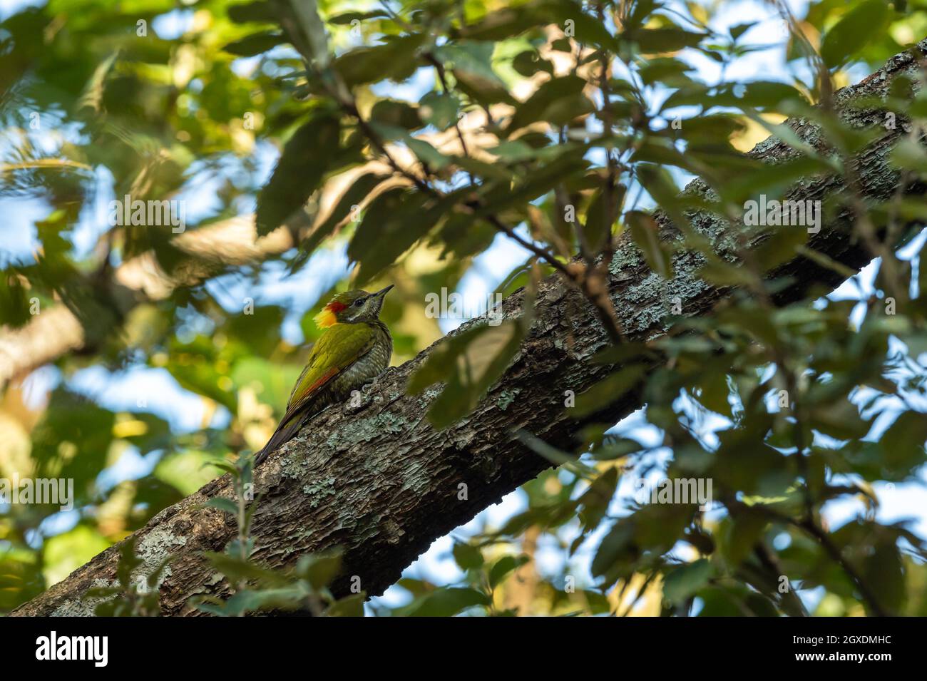 Lesser yellownape or Picus chlorolophus a woodpecker bird at foothills ...