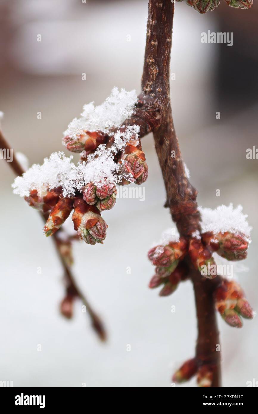 Fruit bloom covered with snow hi-res stock photography and images - Alamy