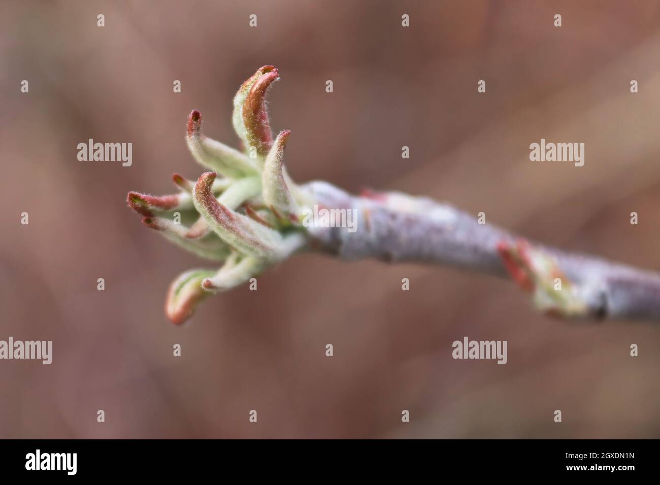 A branch tip with tiny leaves budding out Stock Photo - Alamy