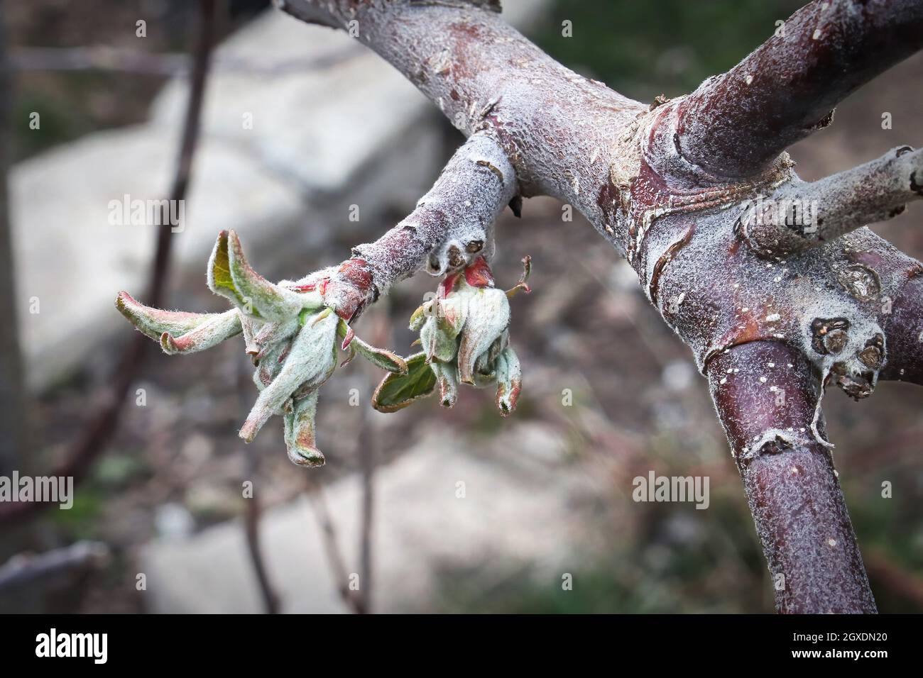 Tiny leaves break buds on an apple tree Stock Photo - Alamy