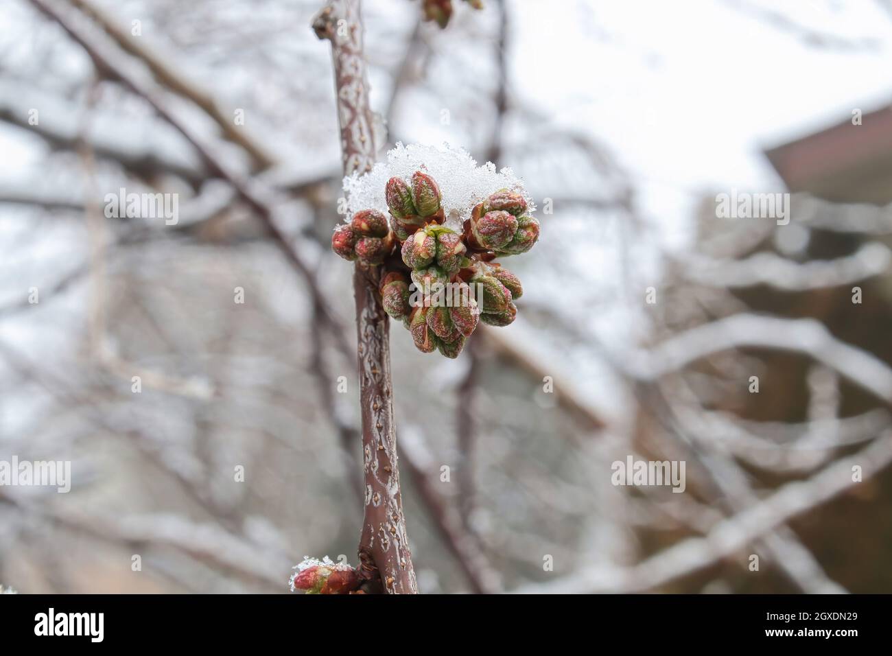 Budbreak hi-res stock photography and images - Alamy