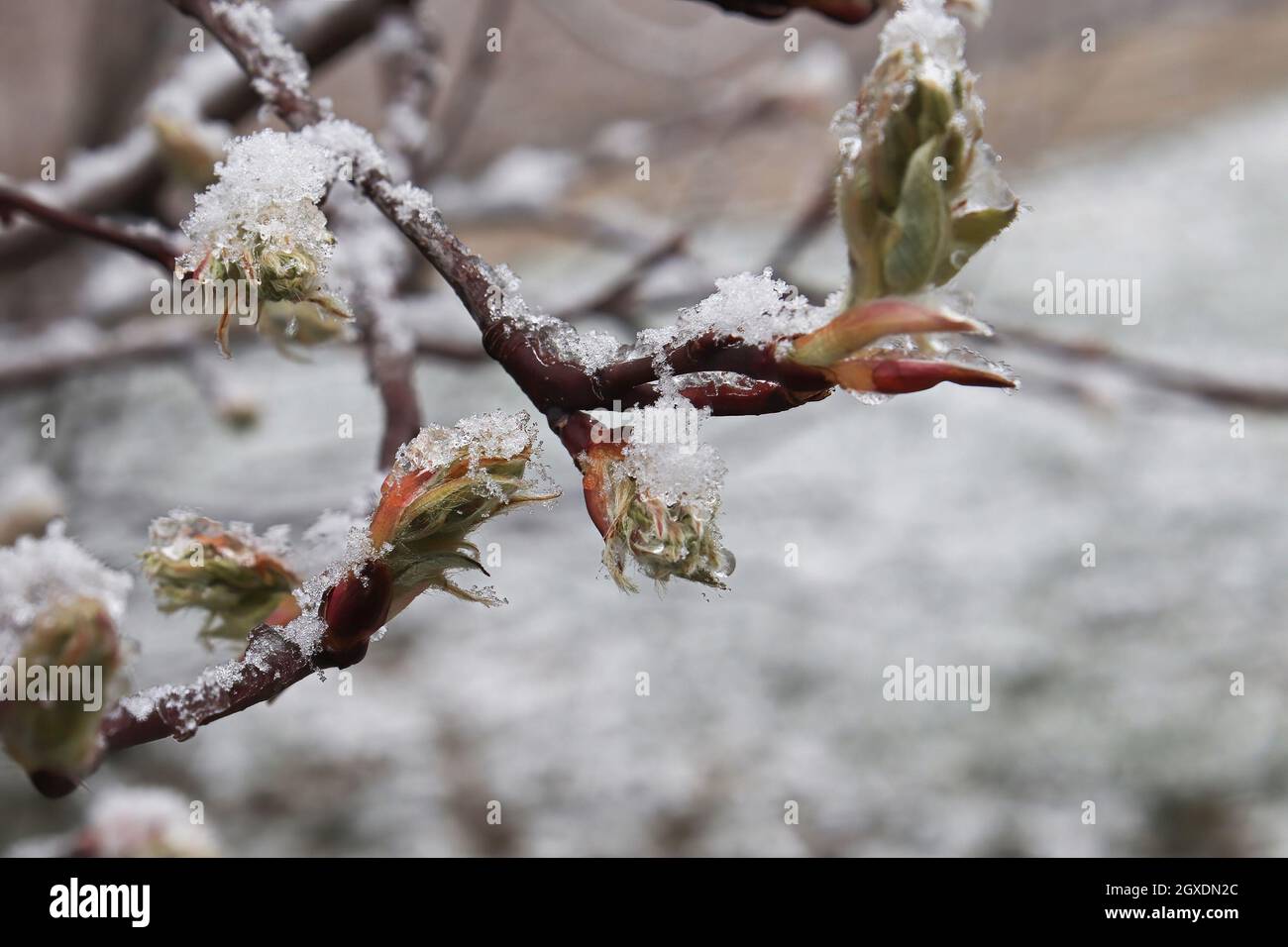 Fruit bloom covered with snow hi-res stock photography and images - Alamy