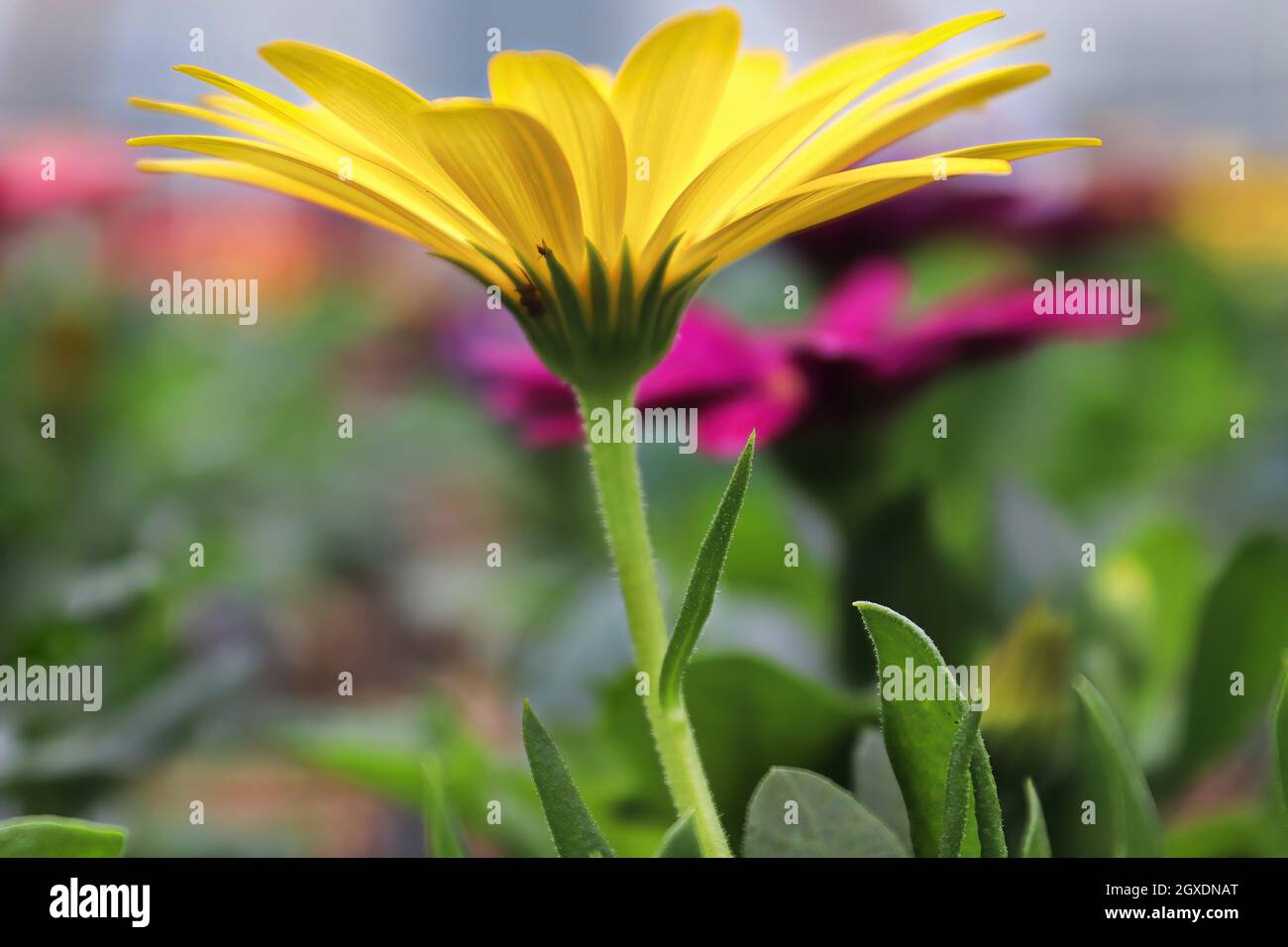 Bottom side view of flowers hi-res stock photography and images - Alamy