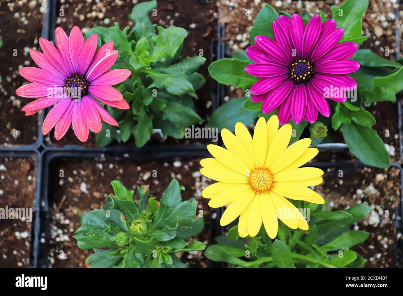 Three different colored Africian Daisies bloom in pots Stock Photo - Alamy