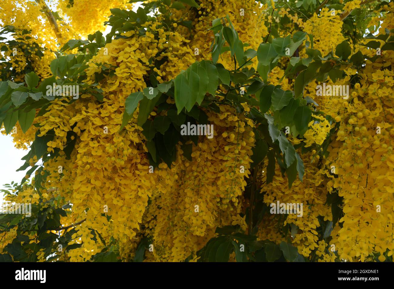 Cassia fistula, commonly known as golden shower, purging cassia,Indian laburnum, or pudding-pipe ...