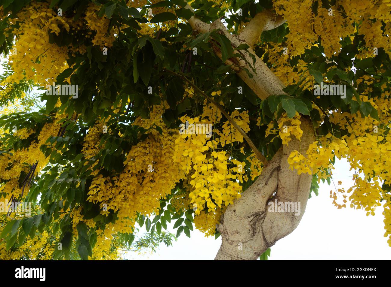 Cassia fistula, commonly known as golden shower, purging cassia,Indian laburnum, or pudding-pipe ...