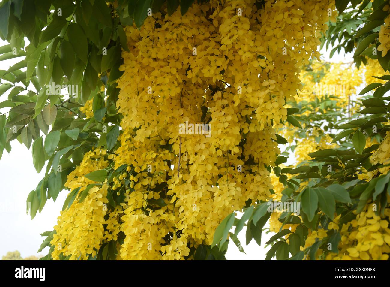 Cassia fistula, commonly known as golden shower, purging cassia,Indian laburnum, or pudding-pipe ...
