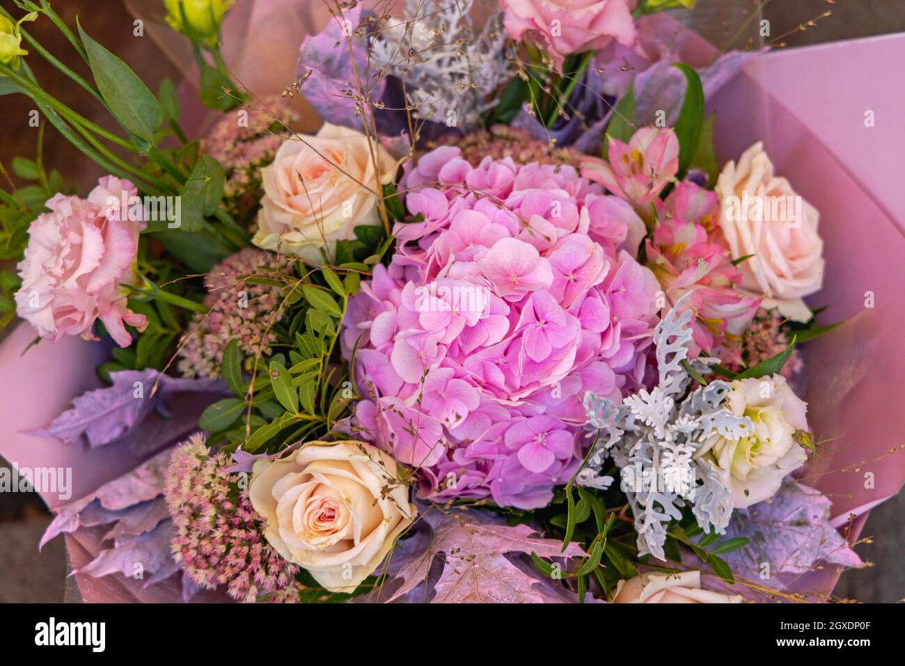 Big fresh pink roses beautiful hi-res stock photography and images - Alamy