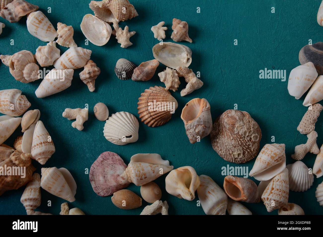 Sea shells on a sea wave color background. Summer vacation concept ...