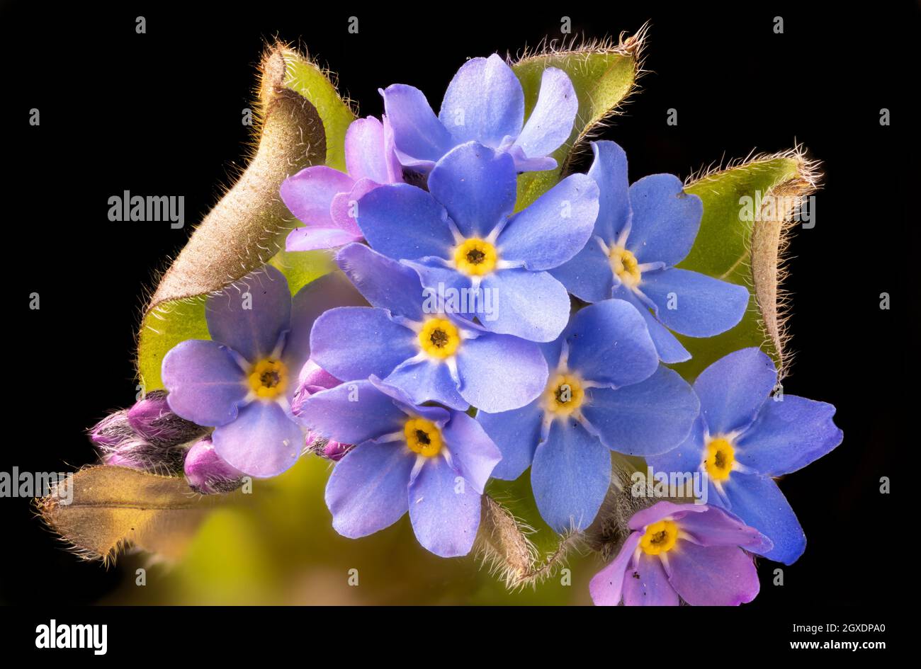 Closeup of a forget-me-not flower and leaves against a dark background ...