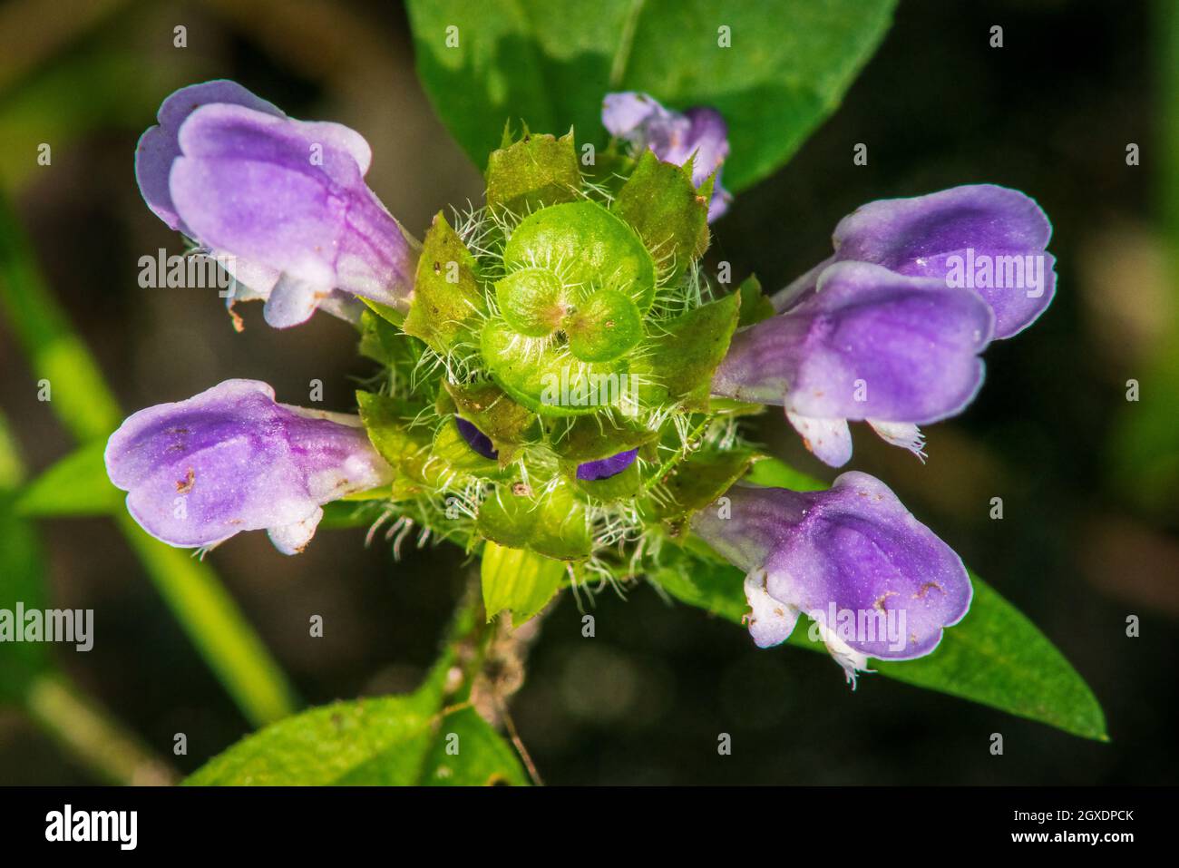 Delicate example hi-res stock photography and images - Alamy