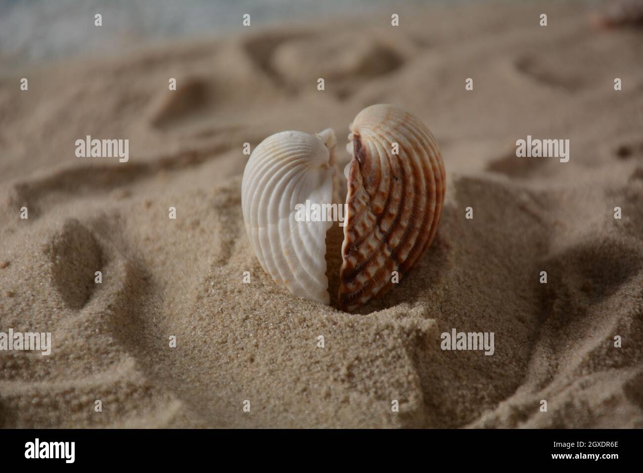 Sea shells on a sea wave color background with sand. Summer vacation ...