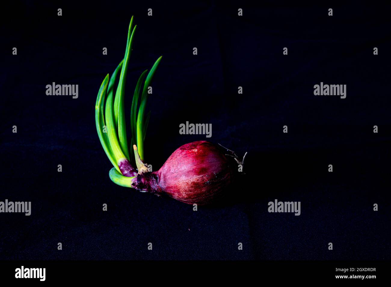 Red onions with green stems Stock Photo - Alamy
