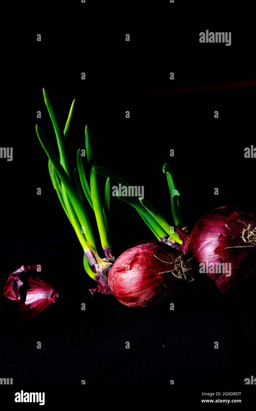 Red onions with green stems Stock Photo - Alamy