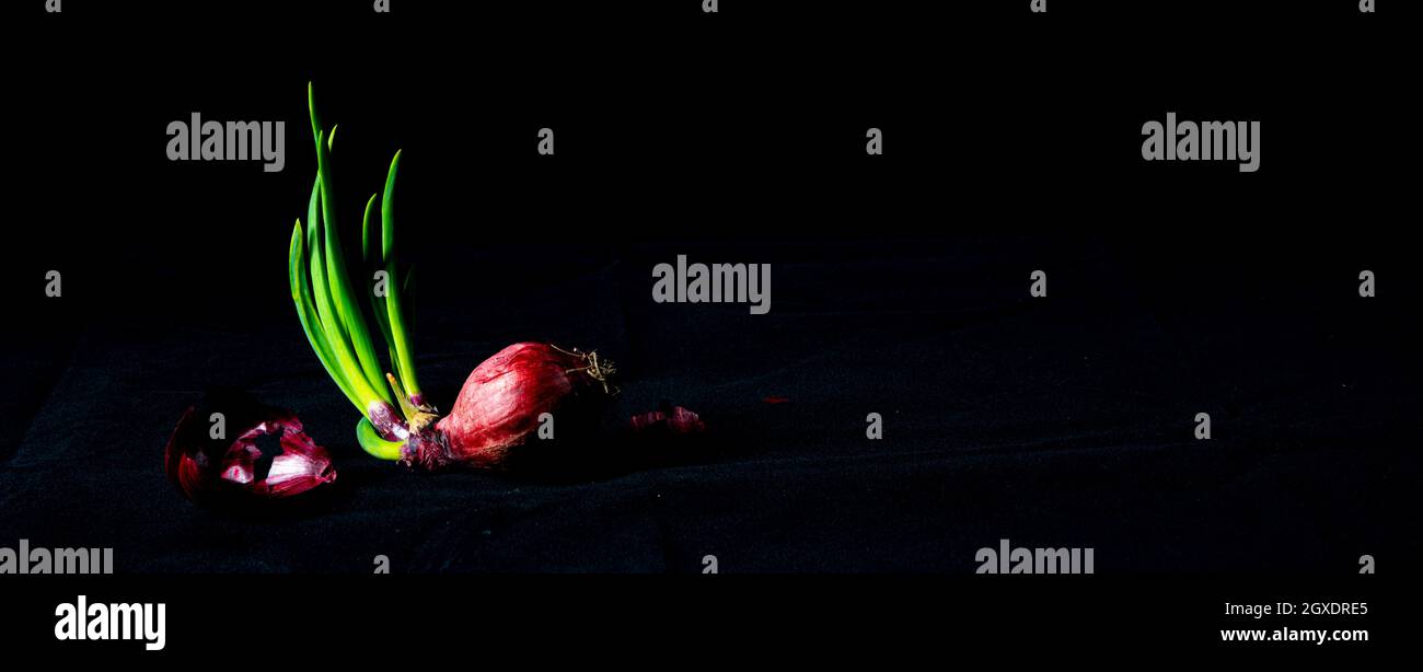 Red onions with green stems Stock Photo - Alamy
