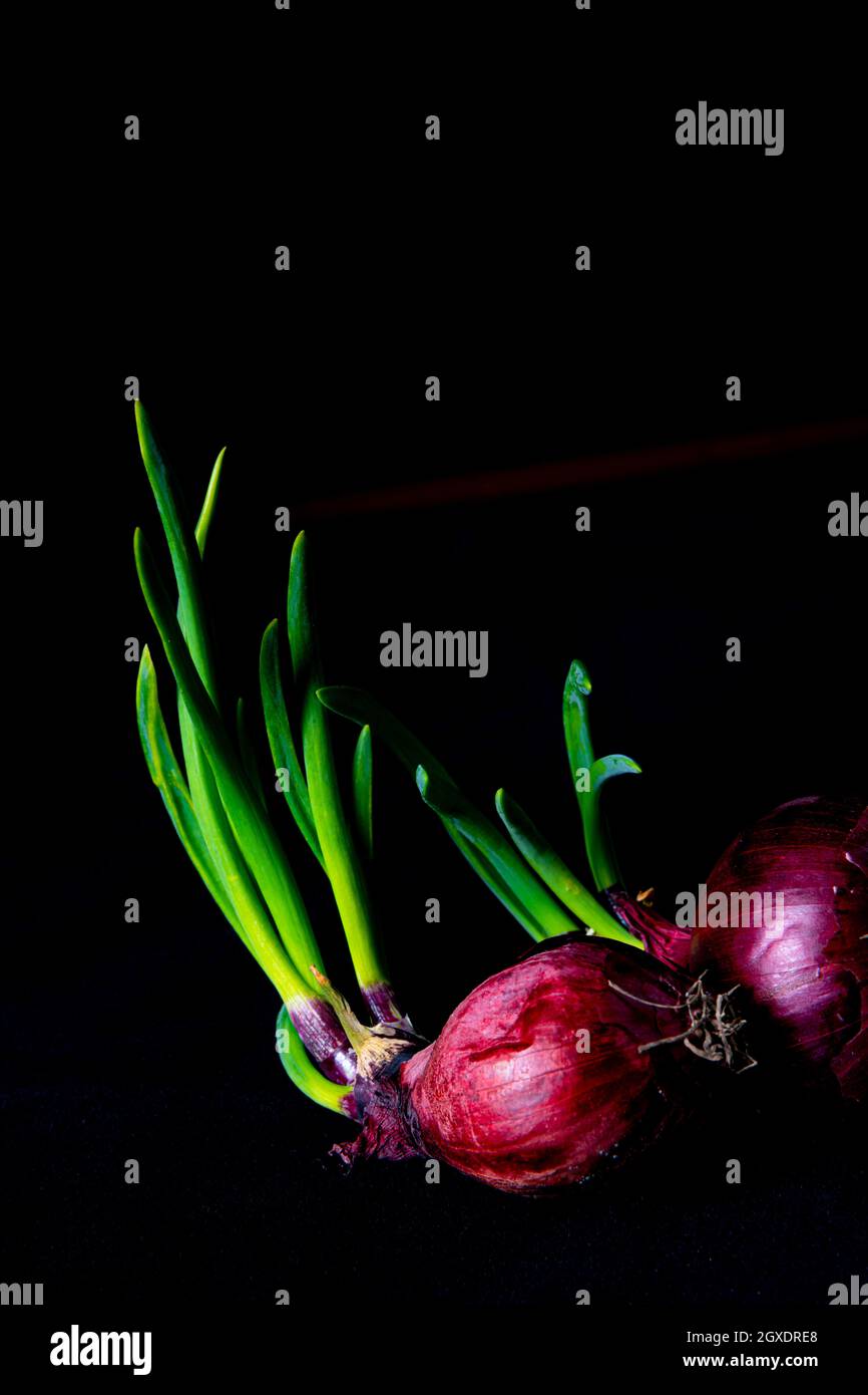 Red onions with green stems Stock Photo - Alamy
