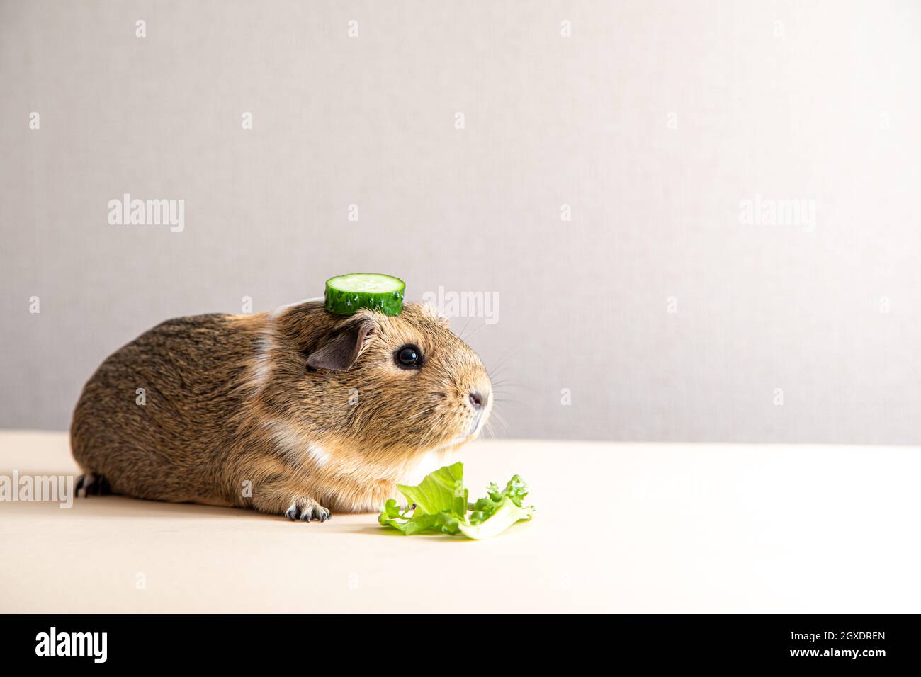 Beautiful guinea pig staring hi-res stock photography and images - Alamy