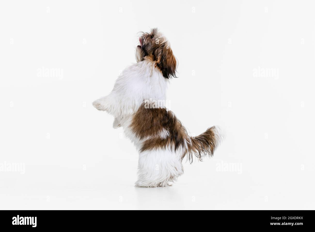 Side view of little puppy, cute white brown Shih Tzu dog stands on its ...