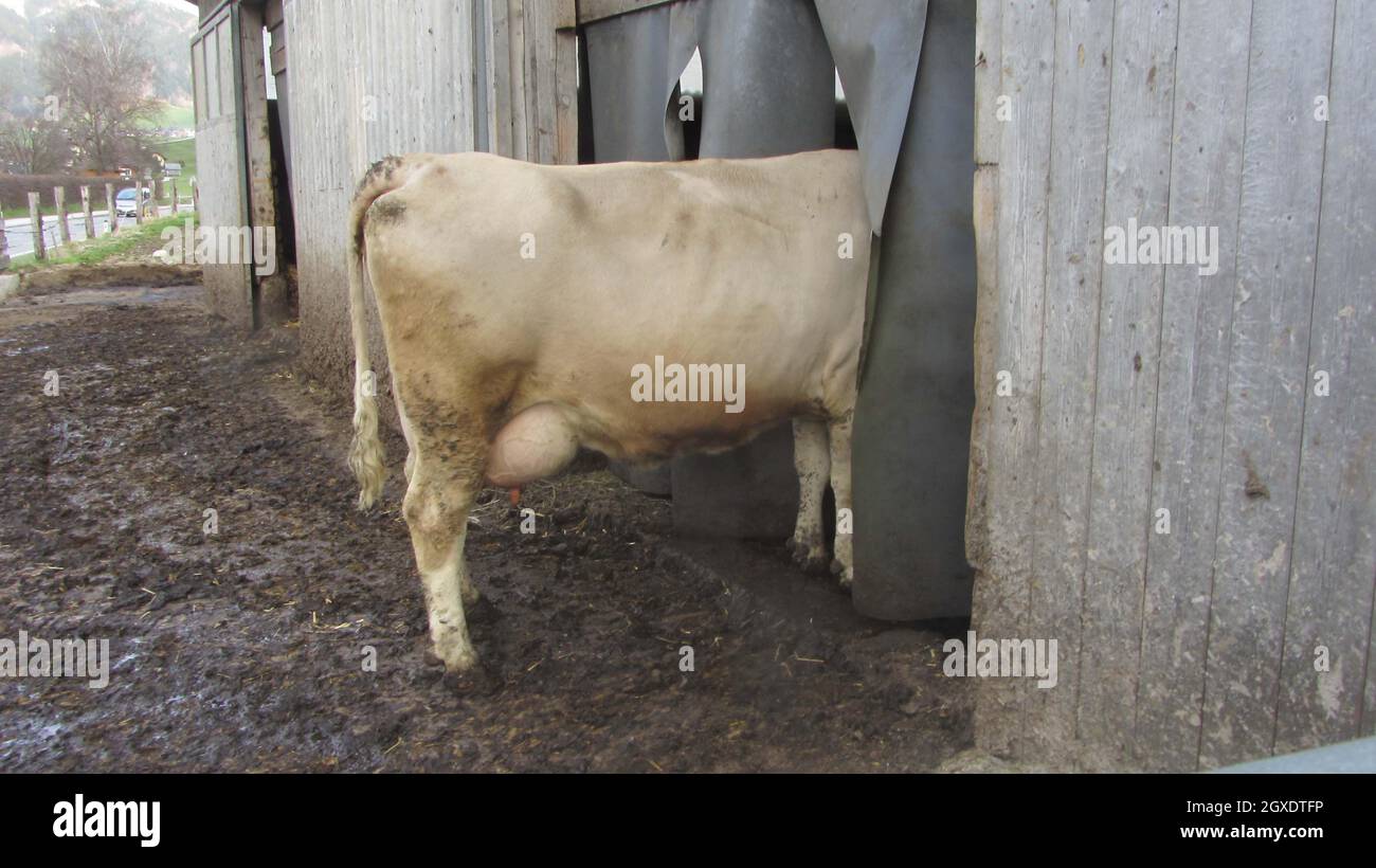 Cattle fattening barn hi-res stock photography and images - Alamy
