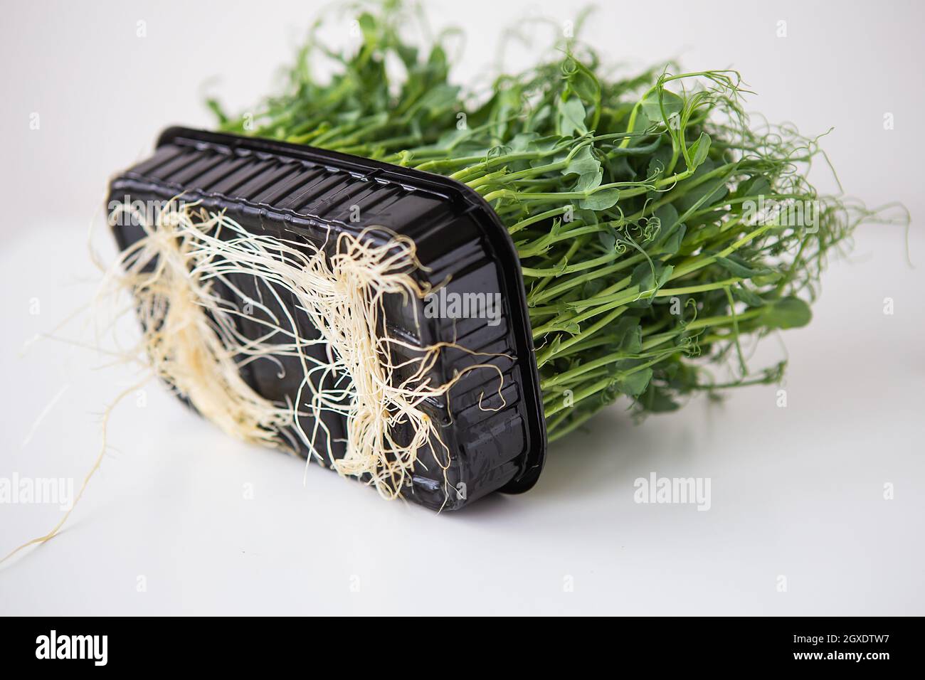 Pea microgreen sprouts. Raw sprouts, microgreens, healthy food concept ...