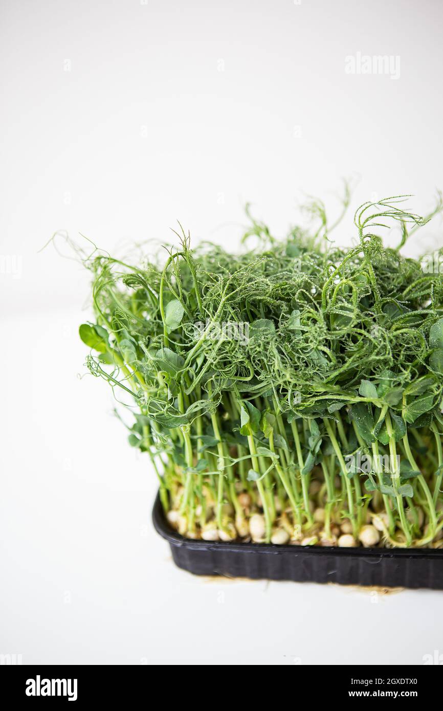 Pea microgreen sprouts. Raw sprouts, microgreens, healthy food concept ...
