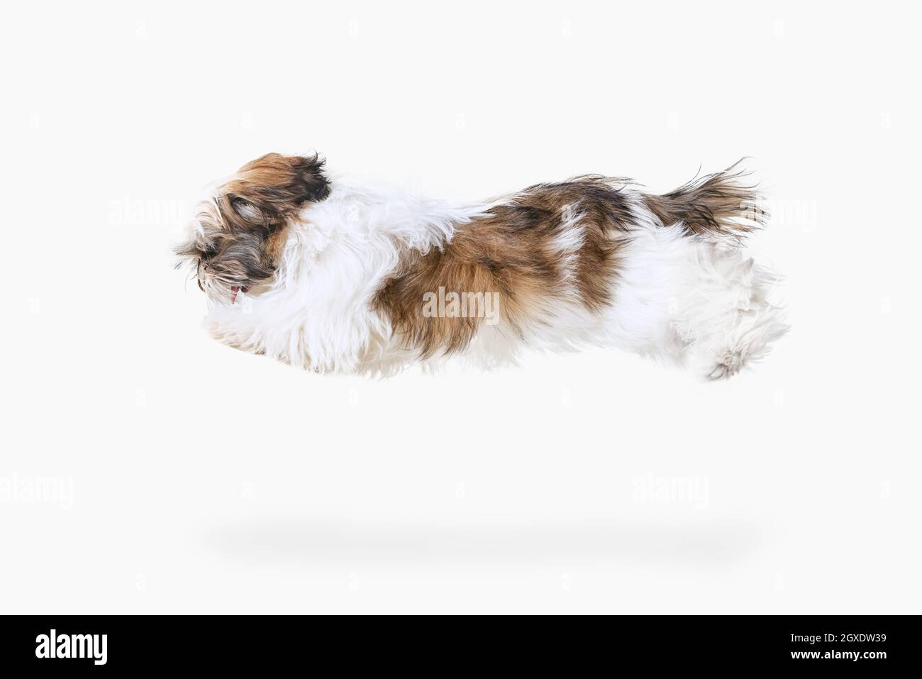 Flying dog. Cute white brown dog, little Shih Tzu isolated over white ...