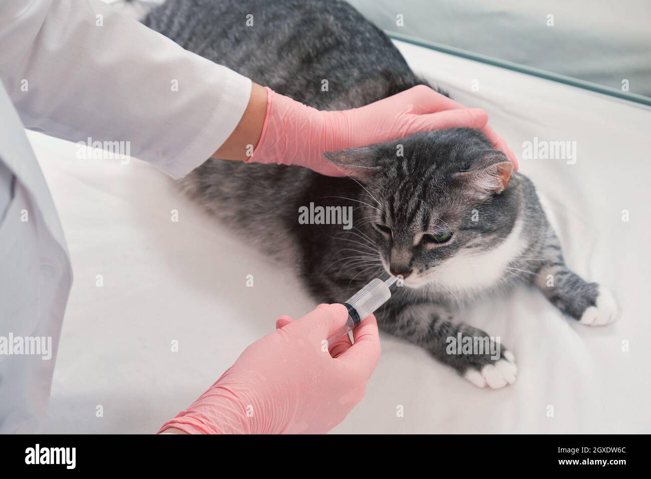 Infusion of liquid medicine by a veterinarian from a syringe into the ...