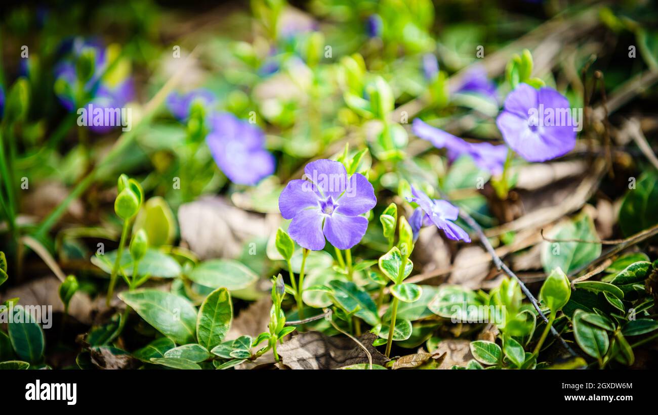 Creeping myrtle hi-res stock photography and images - Alamy