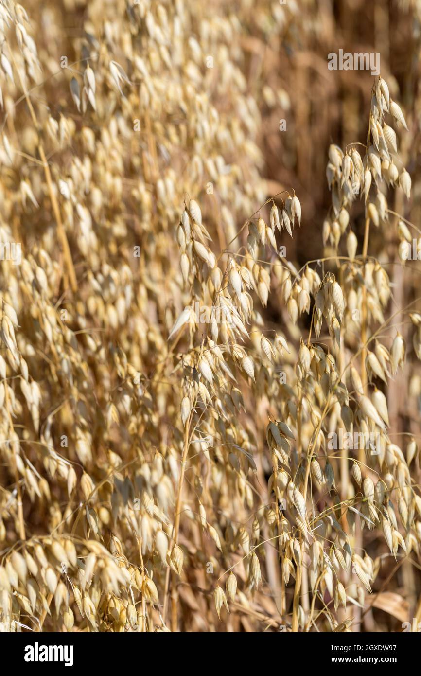 golden wheat in a farm field Stock Photo - Alamy