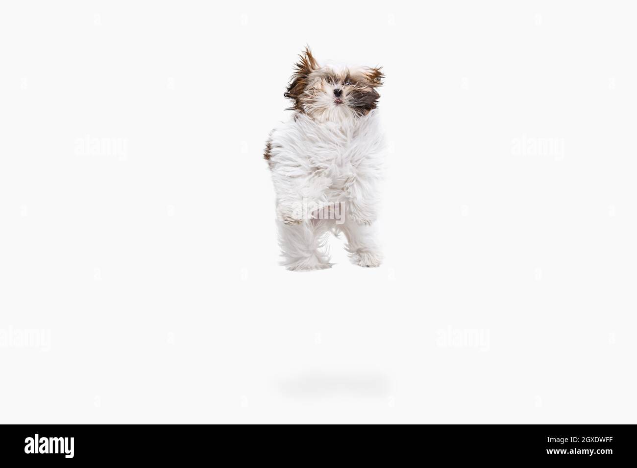 Flying dog. Cute white brown dog, little Shih Tzu isolated over white ...