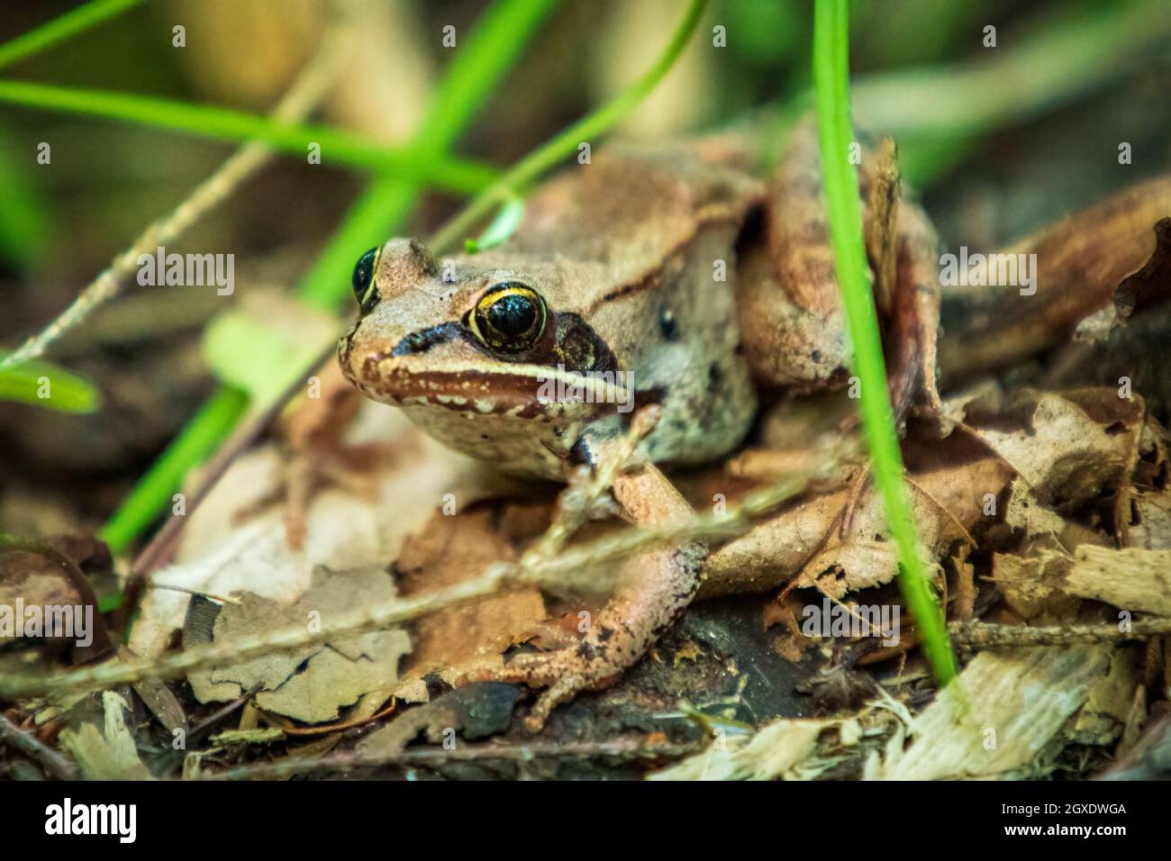 Healthy toad hi-res stock photography and images - Alamy