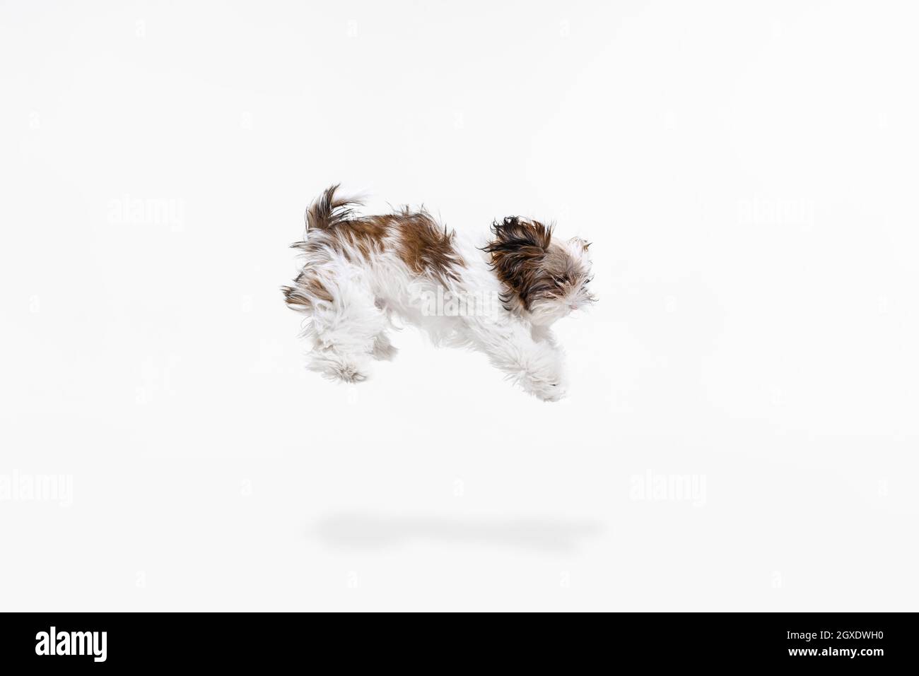 Flying dog. Cute white brown dog, little Shih Tzu isolated over white ...
