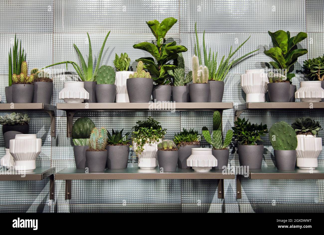 Assorted green houseplants in pots isolated on white background Stock ...