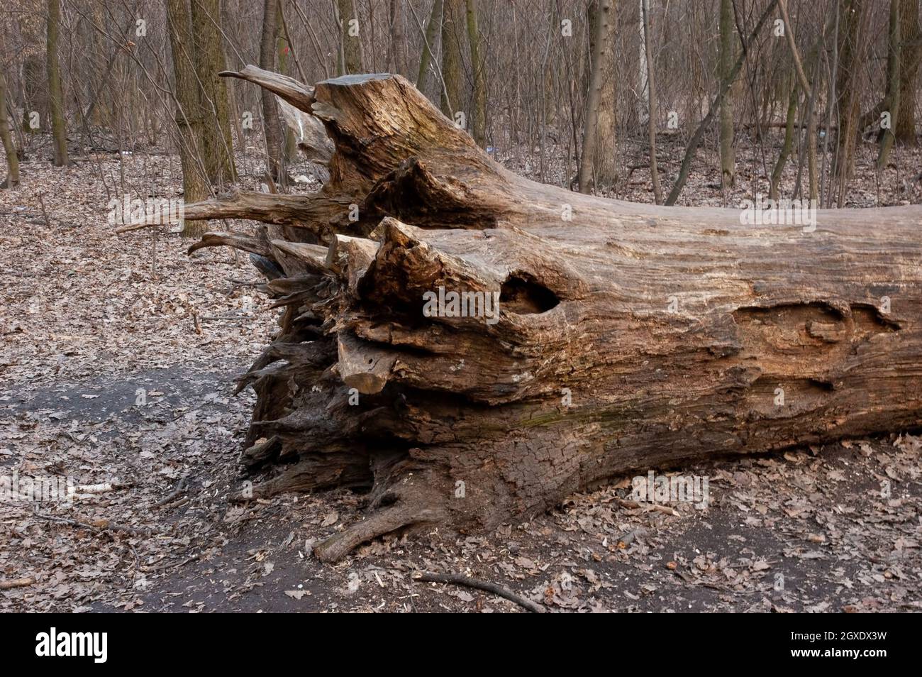 Sprawling roots hi-res stock photography and images - Alamy