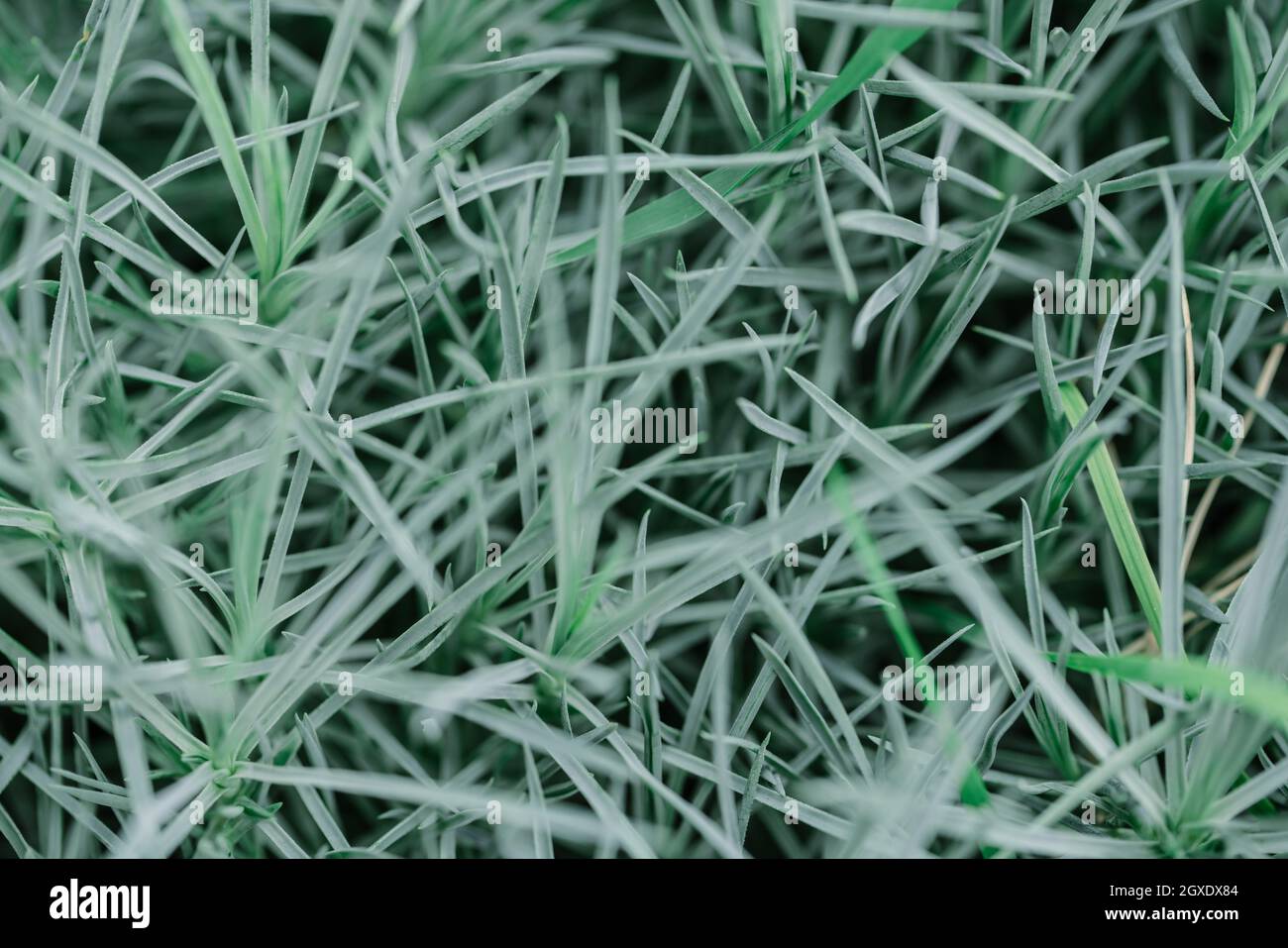 background, texture of green shoots ground cover flowers close-up Stock ...