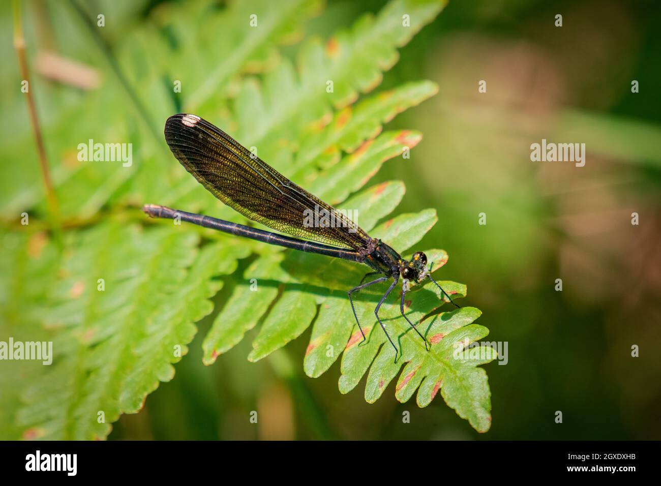 Handheld wings hi-res stock photography and images - Alamy