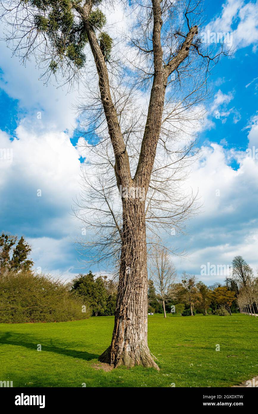 A Single Tree Standing Alone with Blue Sky and Grass Stock Photo - Alamy