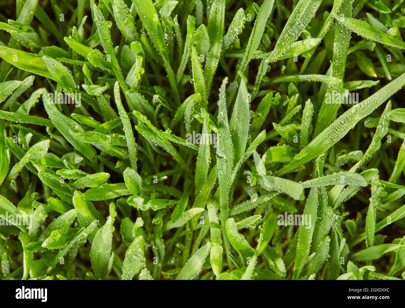 Fresh dew on grass Stock Photo - Alamy
