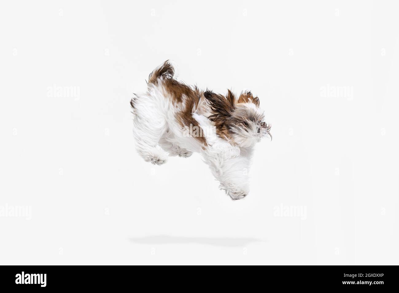 Flying dog. Cute white brown dog, little Shih Tzu isolated over white ...