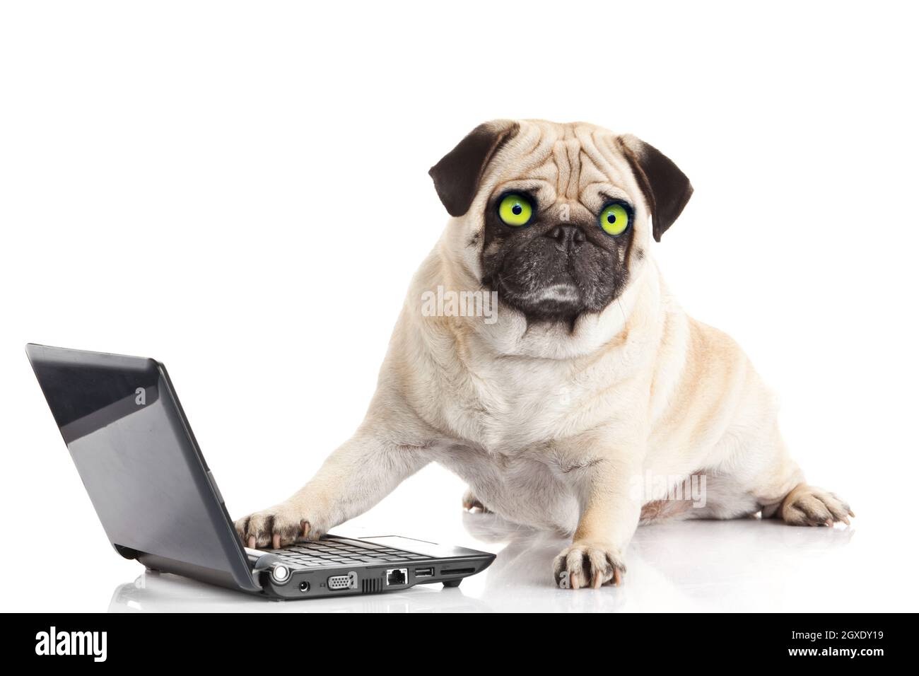 Crazy Pug Dog with laptop und big eyes Stock Photo - Alamy