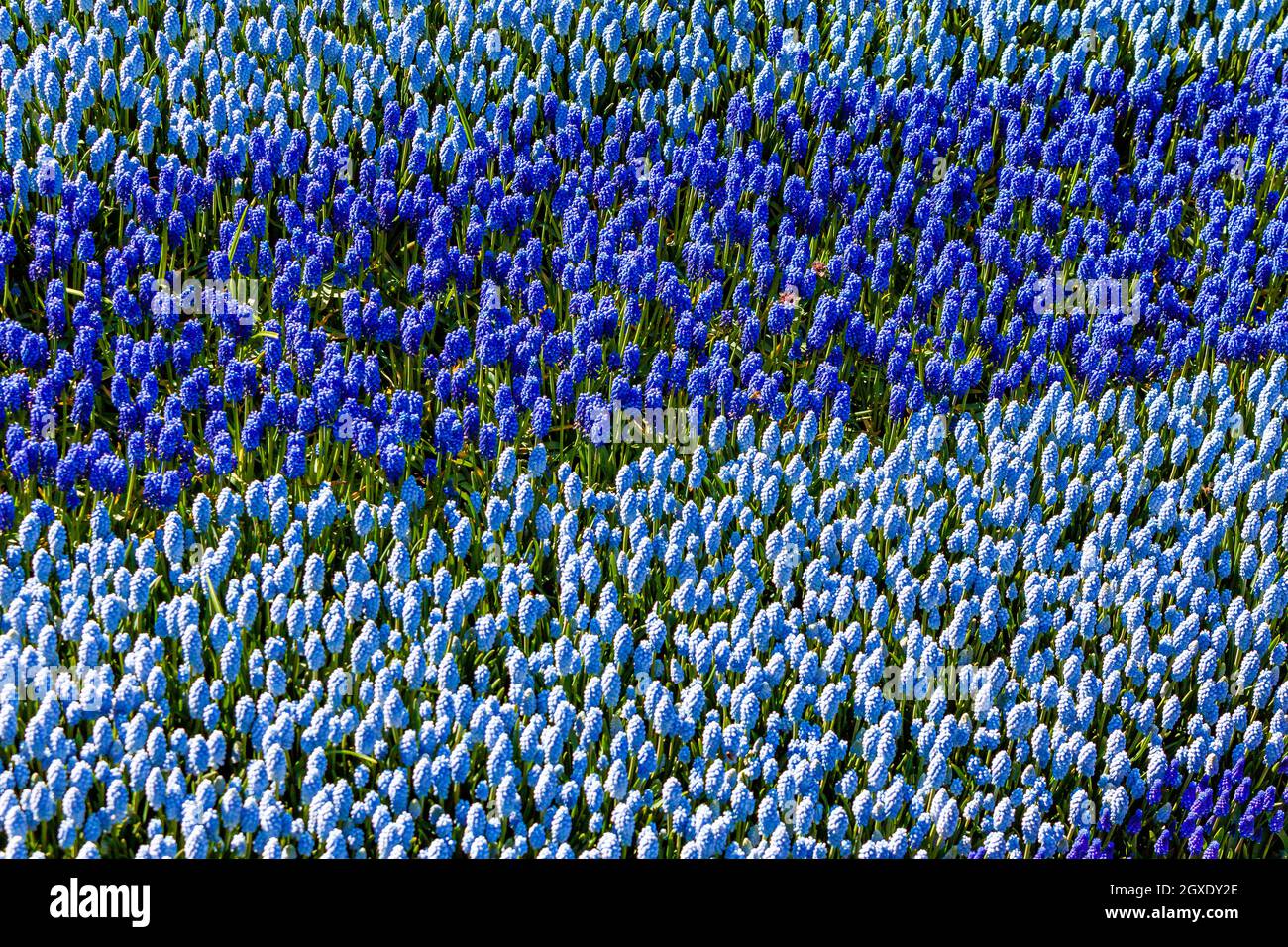 purple blau little flowers on the background of fresh spring field ...