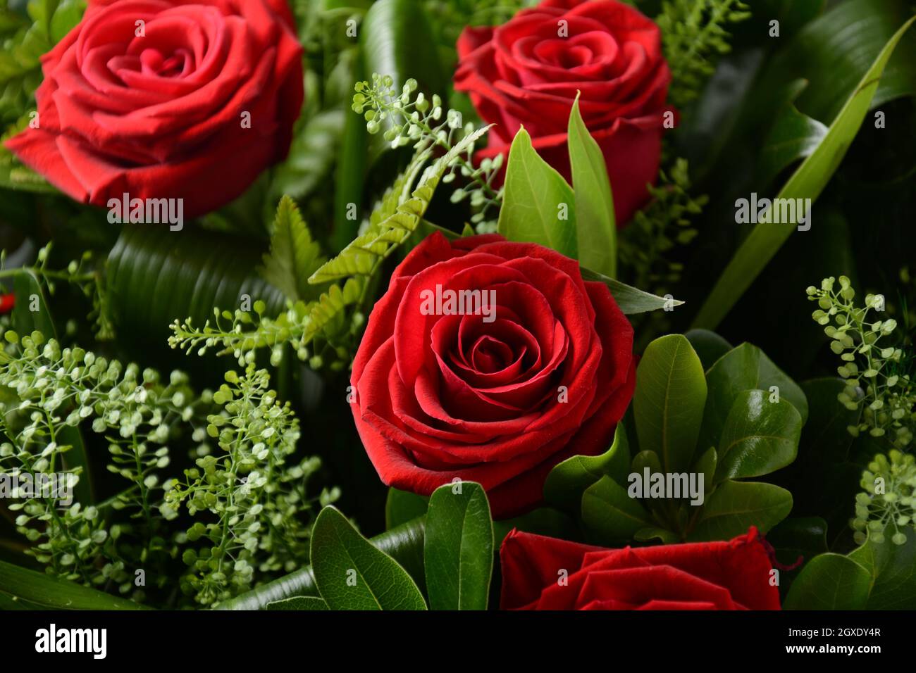 Red roses bouquet for valentine day. Love theme. Close up Stock Photo ...