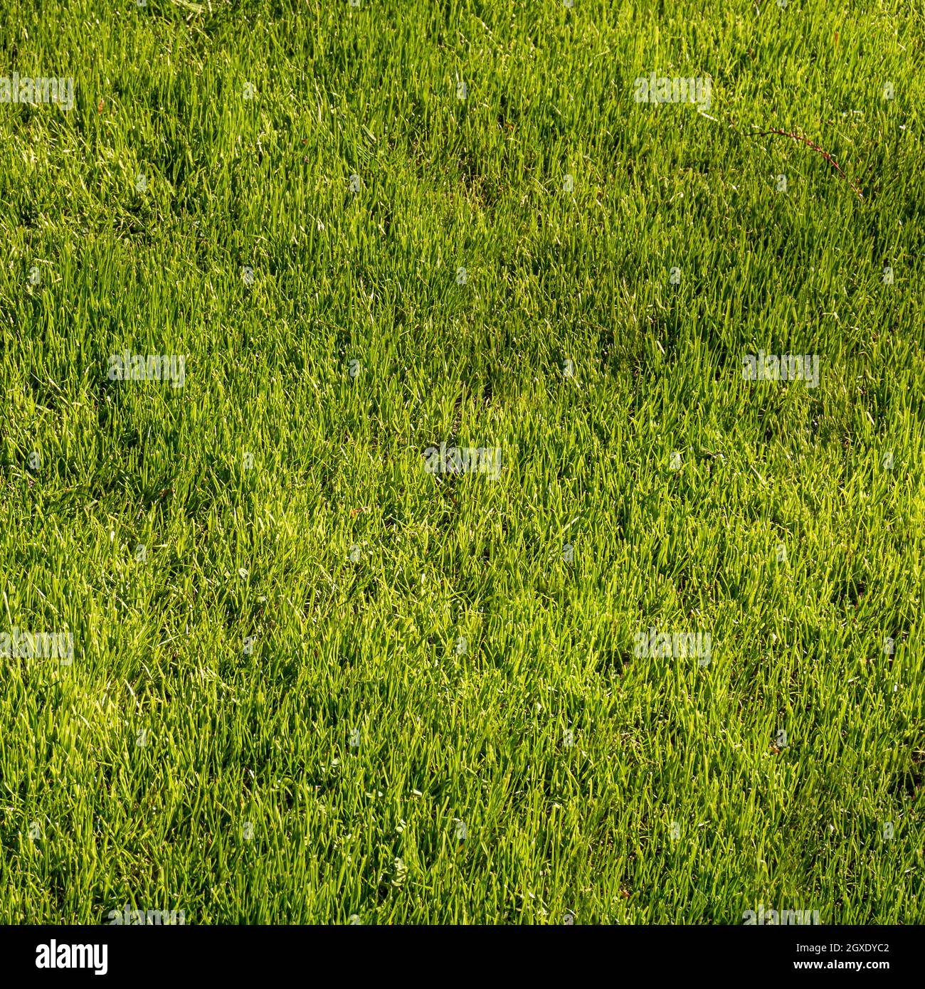 Green grass texture background Top view Stock Photo - Alamy