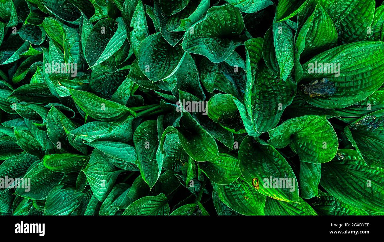 closeup tropical green leaves texture and dark tone process Stock Photo ...