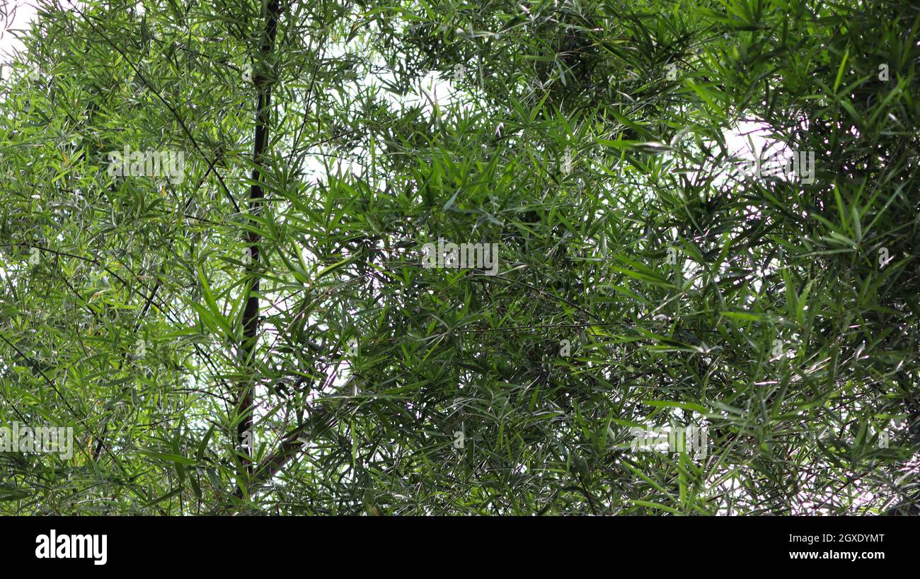 Slightly dry bamboo tree and its evergreen leaves Stock Photo - Alamy