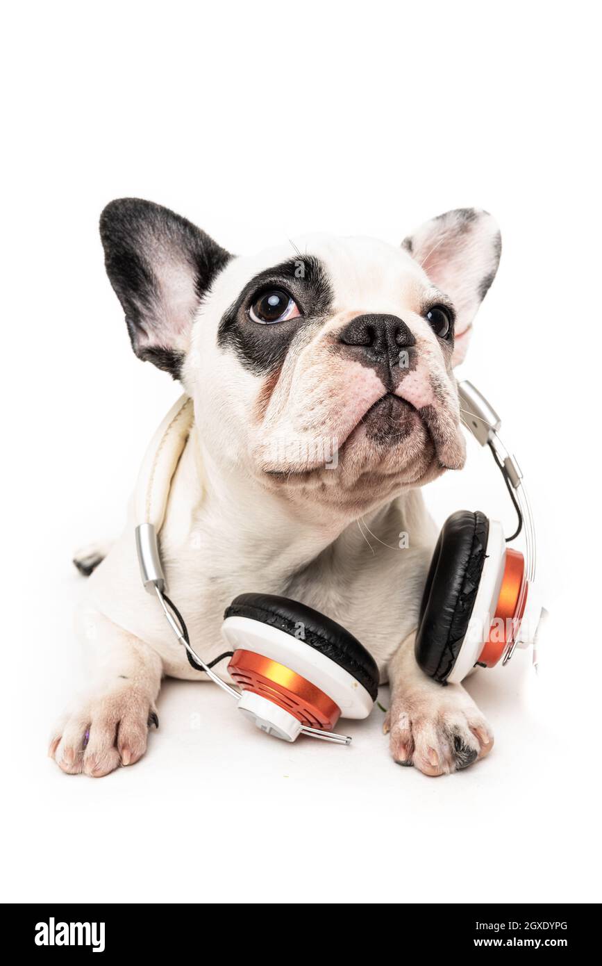 dog listening to music with headphones isolated on white backgro Stock ...