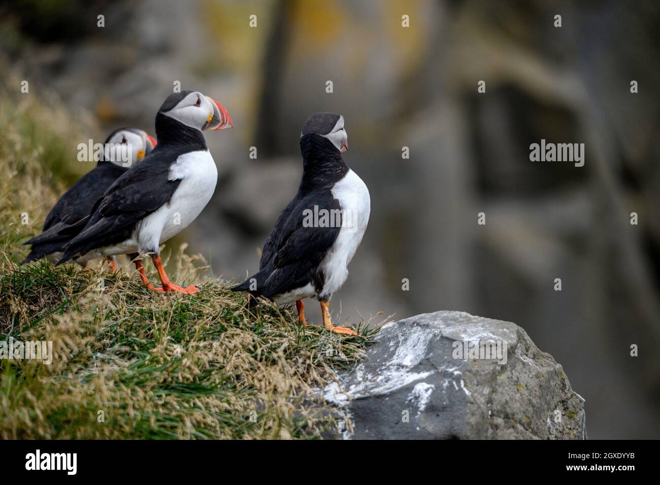 The Atlantic puffin, also known as the common puffin Stock Photo - Alamy