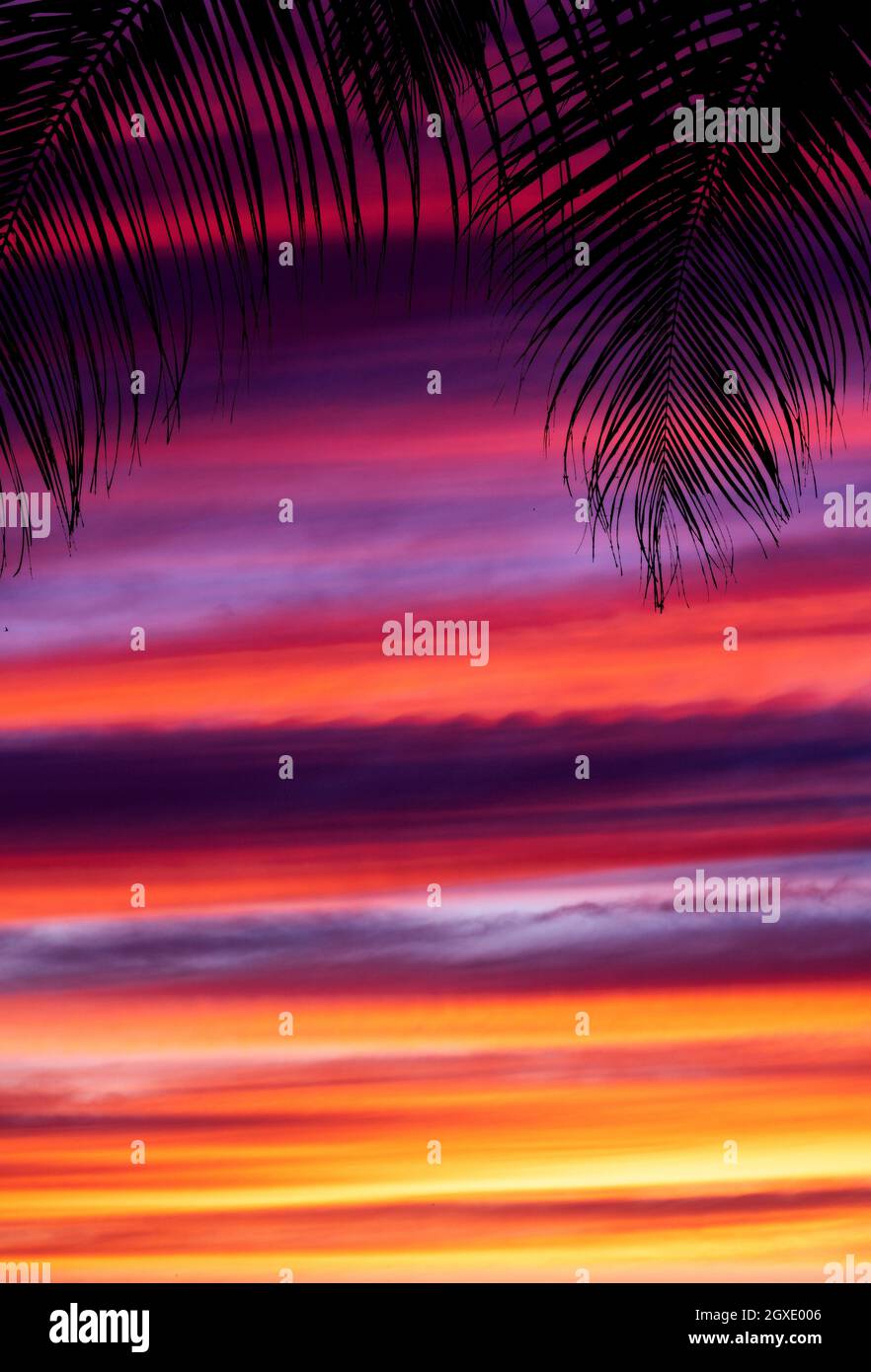 Palm trees silhouettes during sunset Stock Photo - Alamy