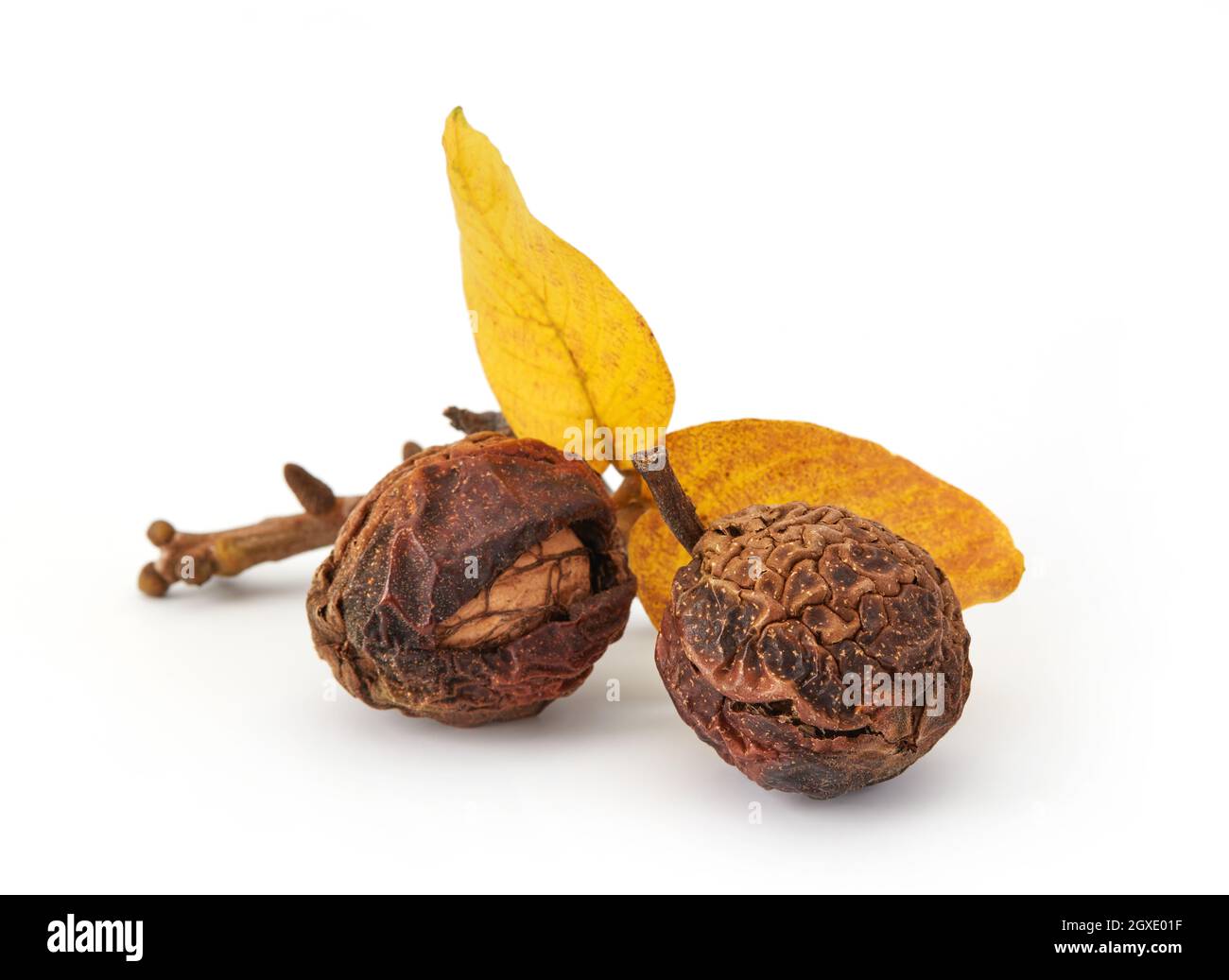 Autumn walnuts isolated on white Stock Photo - Alamy