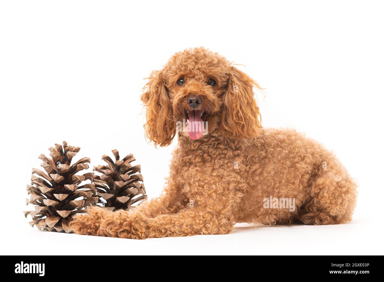 Red poodle hi-res stock photography and images - Alamy